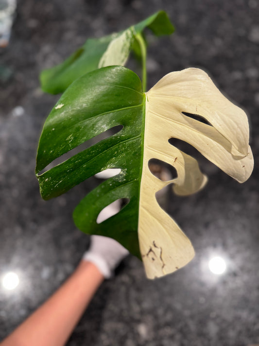 Monstera – Zero’s Plants