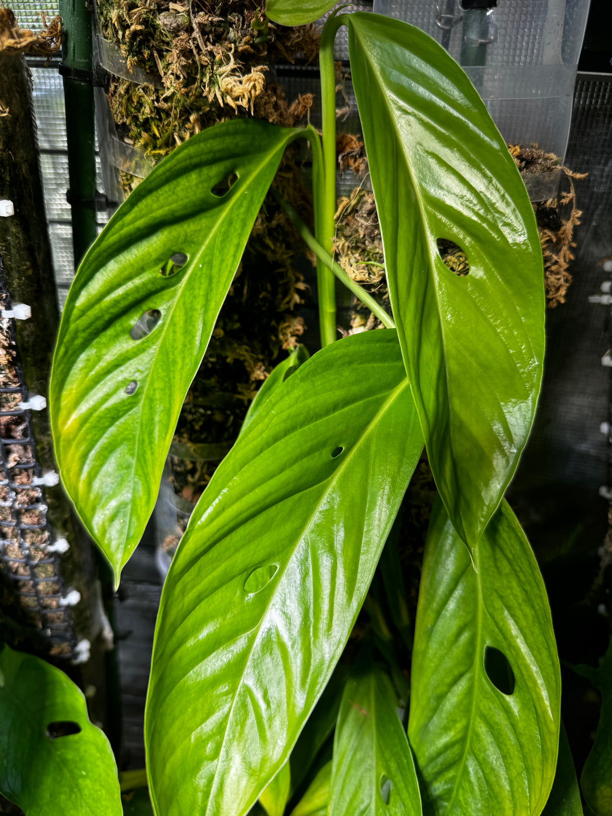 Monstera Obliqua ‘Bolivia’ – Zero’s Plants