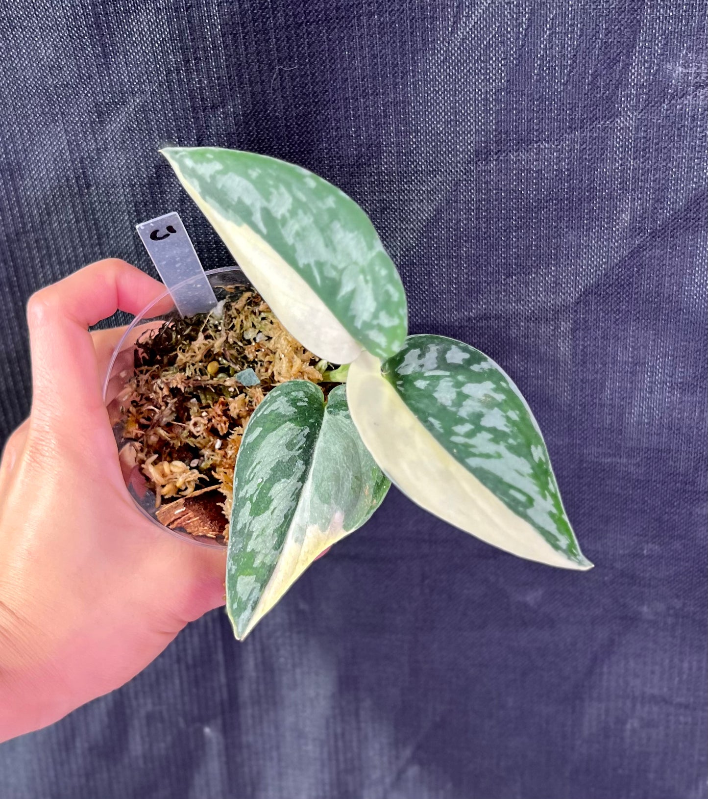 Scindapsus ‘Mayari’ – Zero’s Plants