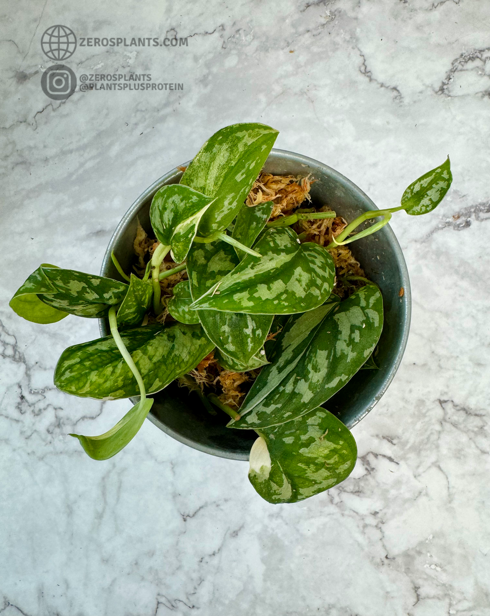 Scindapsus ‘Mayari’ – Zero’s Plants