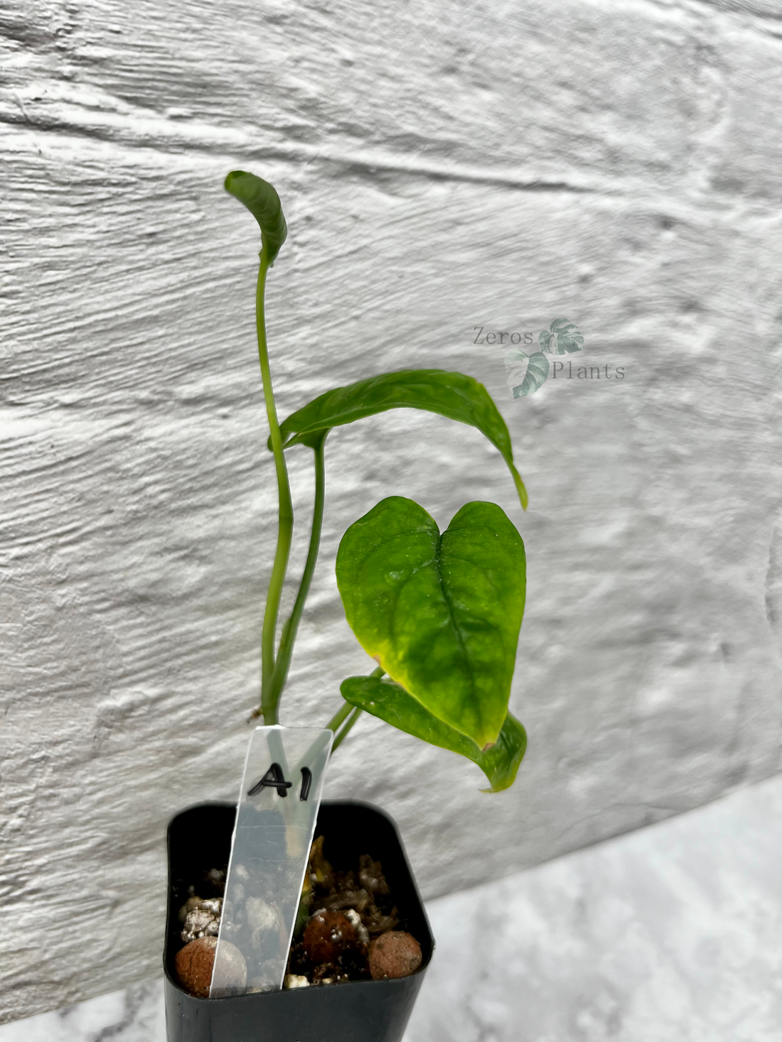 Monstera Membranacea ‘Caribbean’ – Zero’s Plants