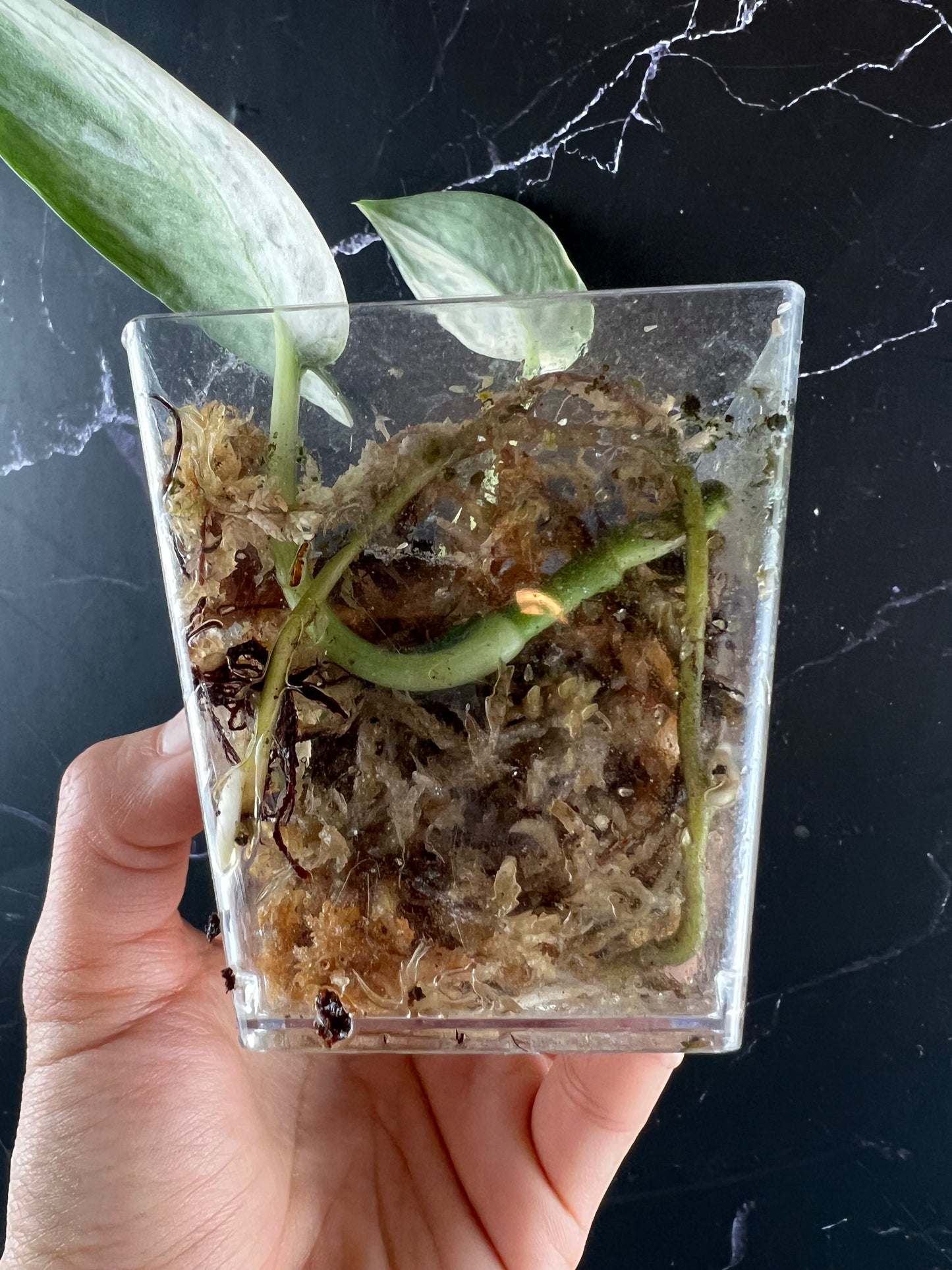 Scindapsus ‘Mayari’ – Zero’s Plants