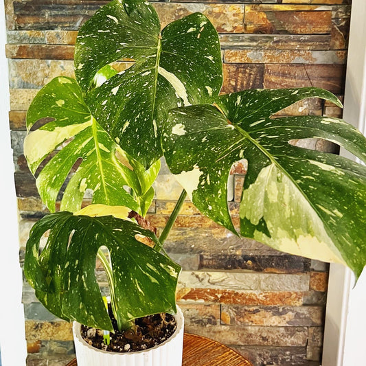 Monstera – Zero’s Plants