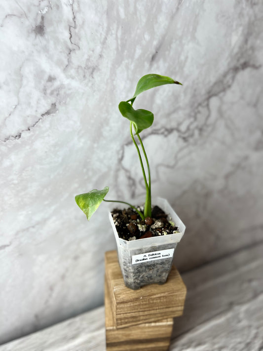 Monstera – Zero’s Plants