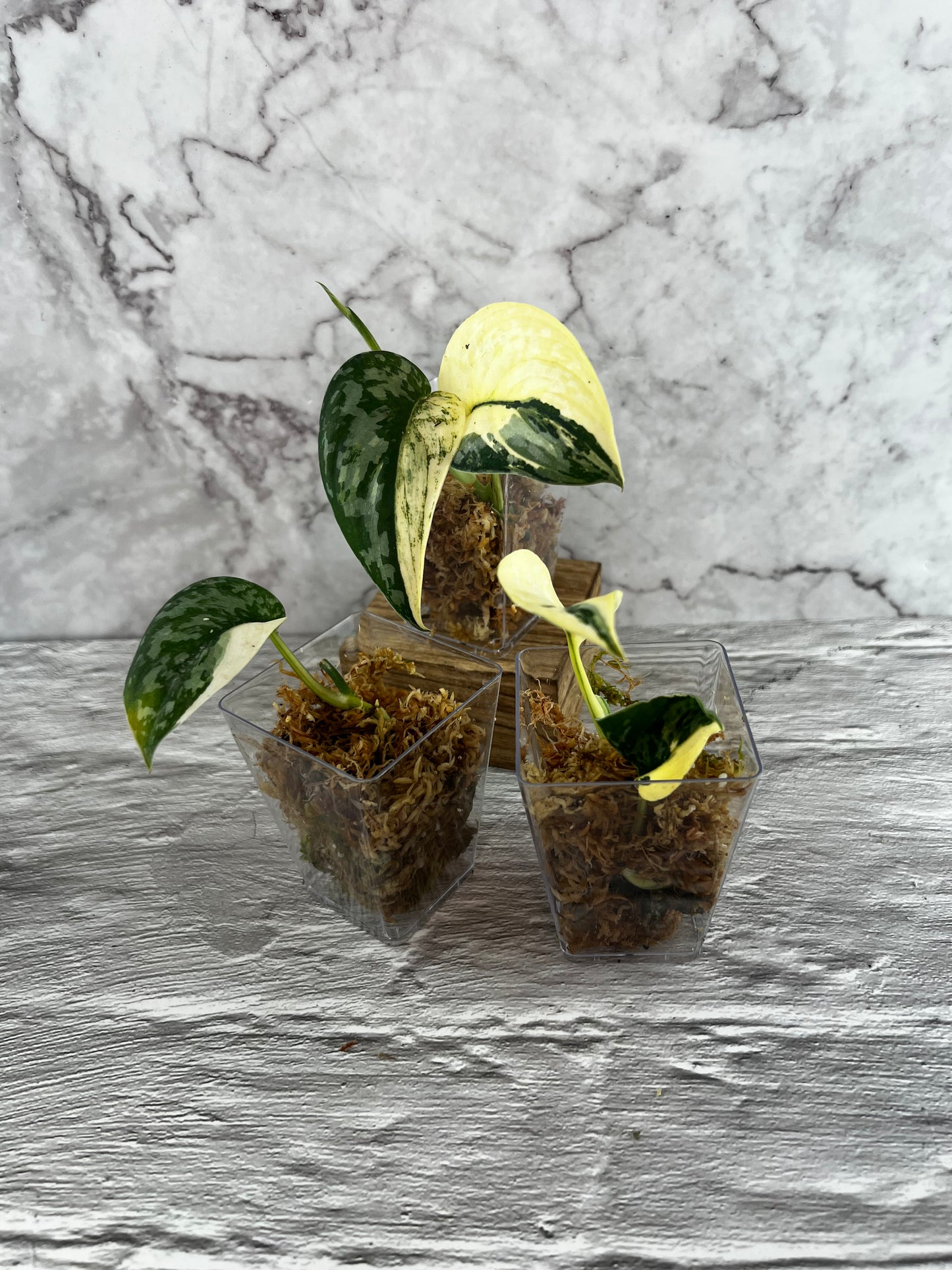 Scindapsus ‘Mayari’ – Zero’s Plants