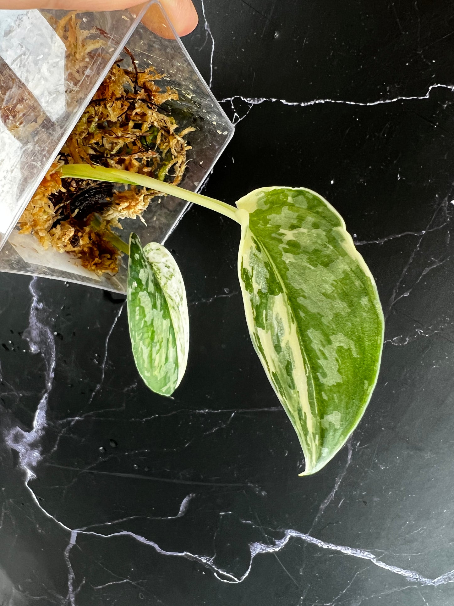 Scindapsus ‘Mayari’ – Zero’s Plants